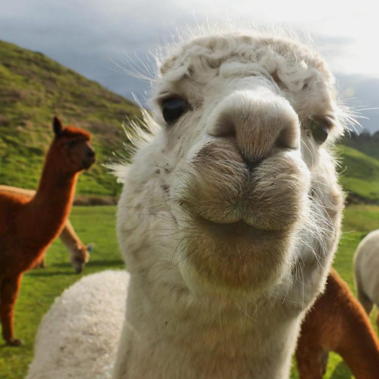 Alpaca | Seafarers Getaway Great Ocean Road Alpaca