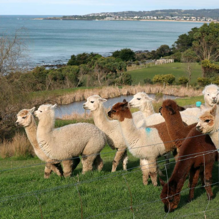 Alpaca | Seafarers Getaway Great Ocean Road Alpaca